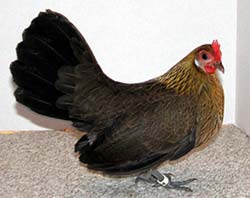 The Dutch Bantam Chicken: A True Bantam Breed - Backyard Poultry